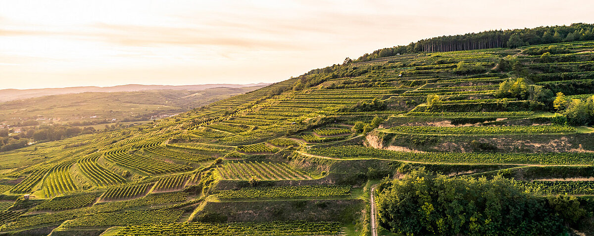 Vinaria - Österreichs Zeitschrift für Weinkultur: Die besten Premium ...