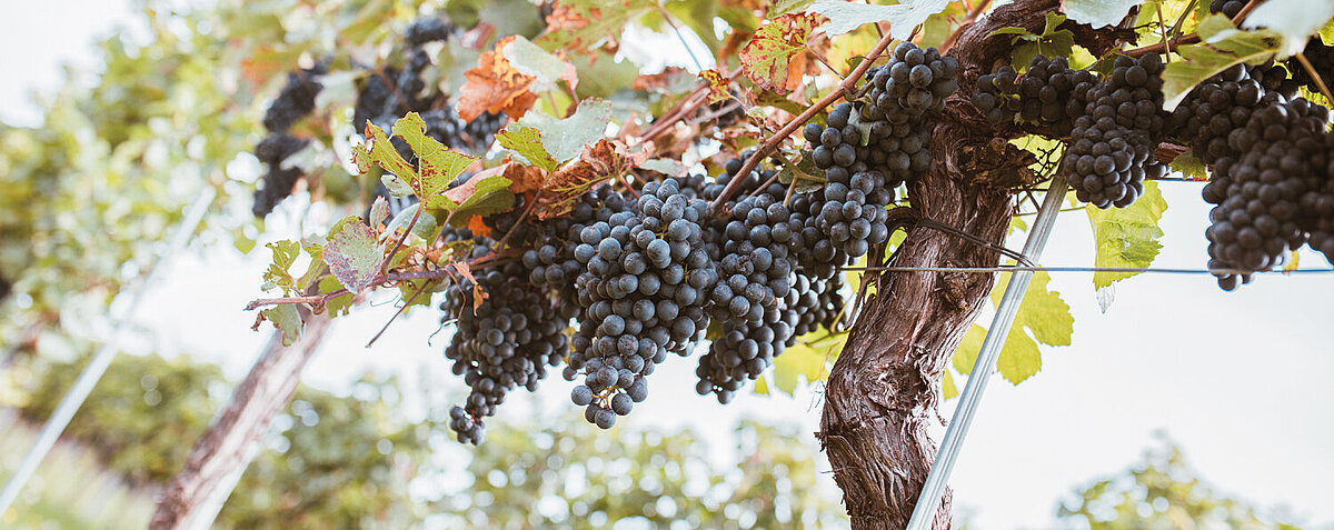 Vinaria - Österreichs Zeitschrift für Weinkultur: Die besten Zweigelt ...
