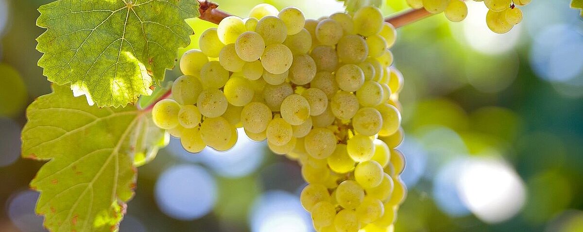 Vinaria - Österreichs Zeitschrift für Weinkultur: Die besten Rieslinge ...